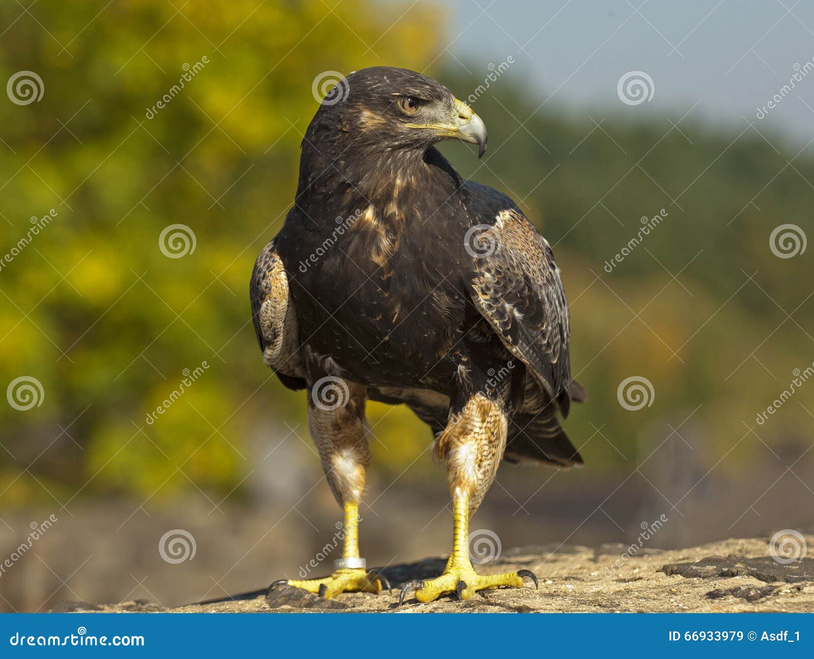 Black-chested Buzzard-eagle Stock Image - Image of buzzards ...