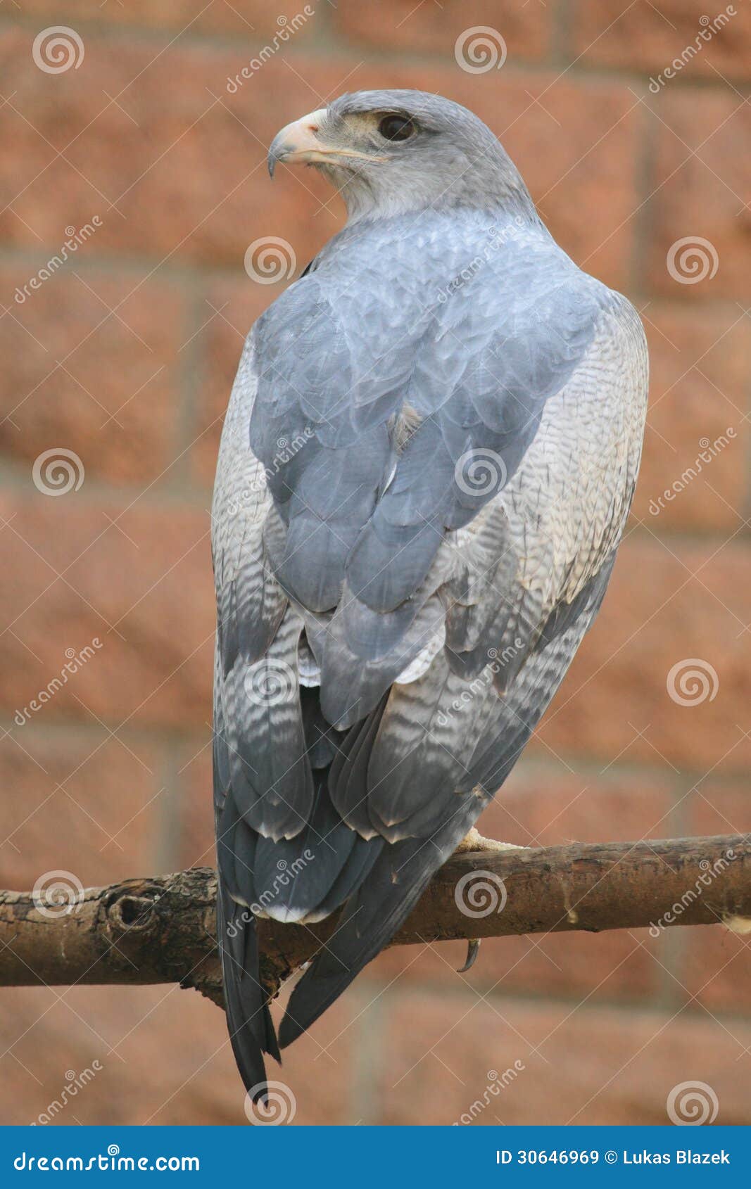 Black-chested Buzzard-eagle Stock Image - Image of bill, black: 30646969