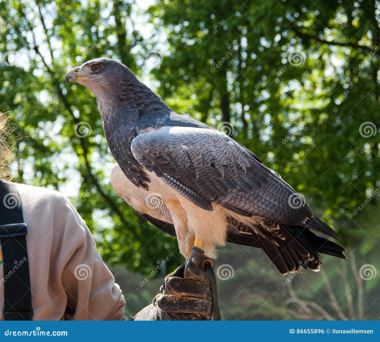 A Black-chested Buzzard-eagle in the Sun Stock Photo - Image of ...