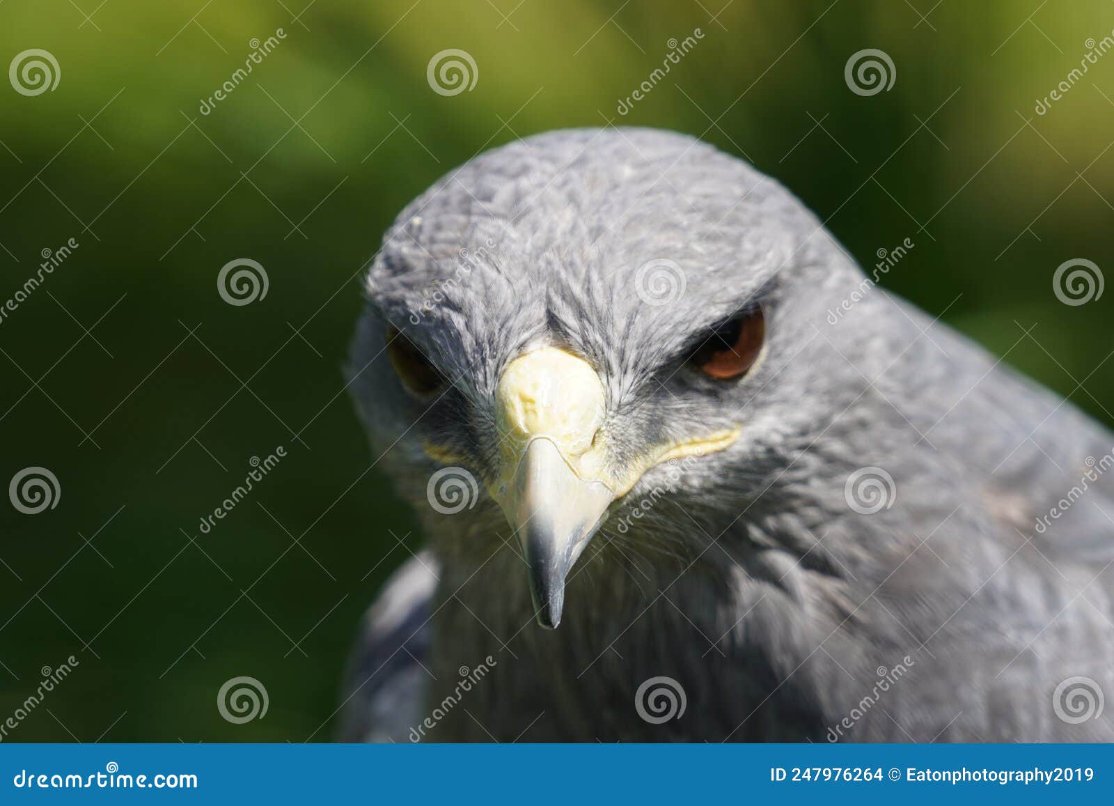 Black Chested Buzzard Eagle in the Sun Stock Photo - Image of chilean ...