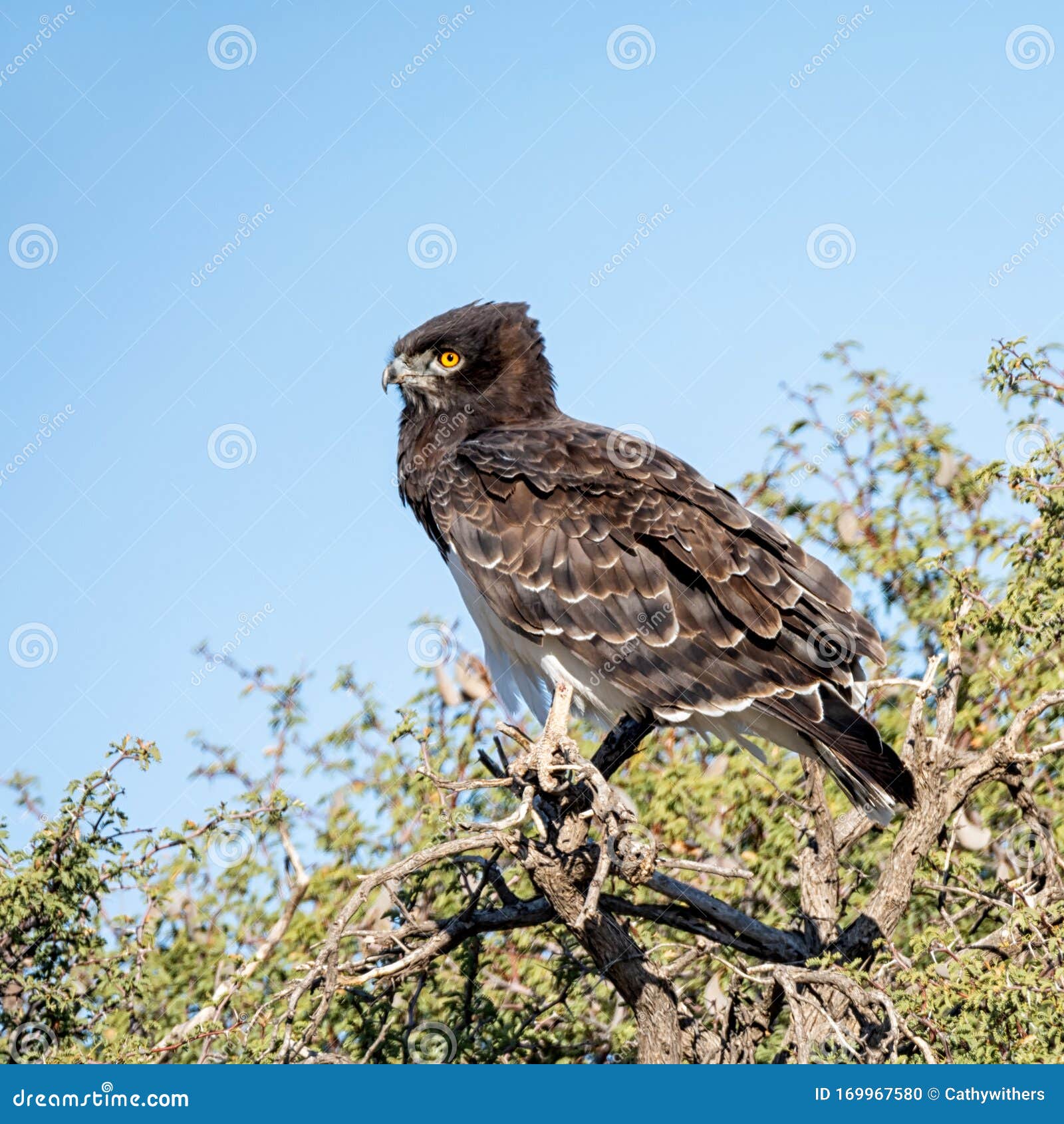 Black-chested Snake Eagle stock photo. Image of arid - 169967580