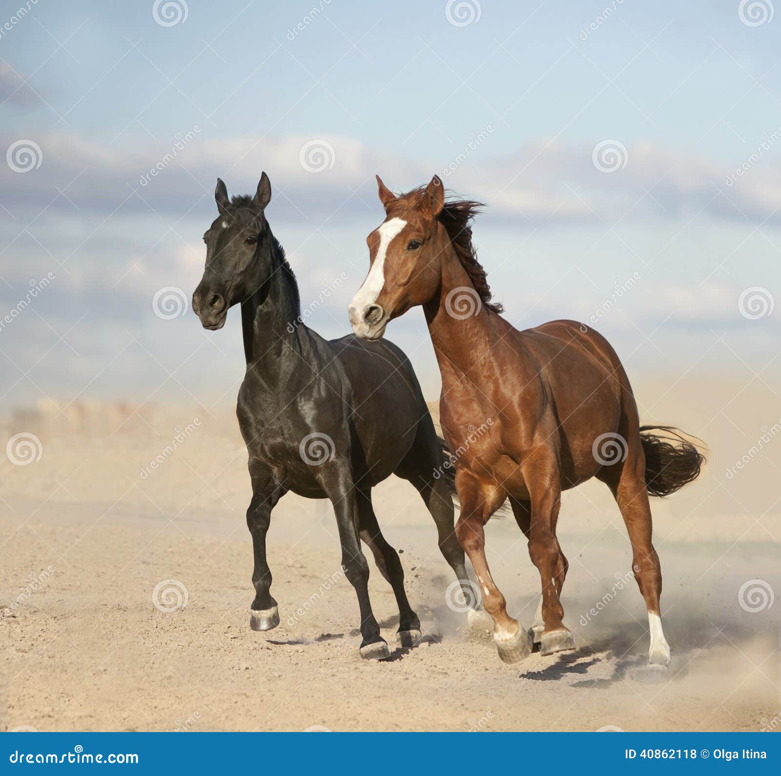 Black and Chestnut Horses in Desert Stock Photo - Image of grace, foal ...