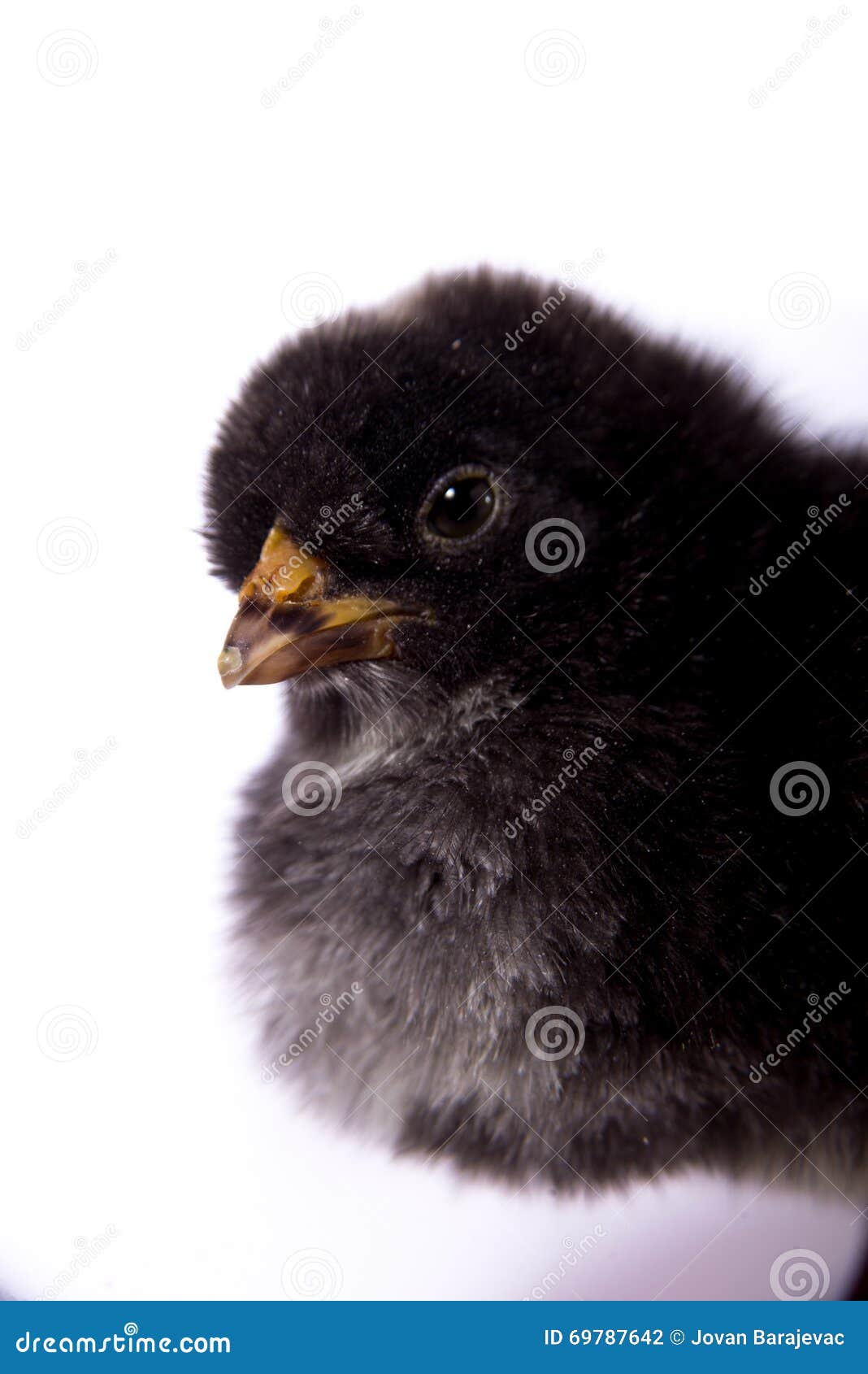 Black chick headshot stock photo. Image of baby, beginning - 69787642