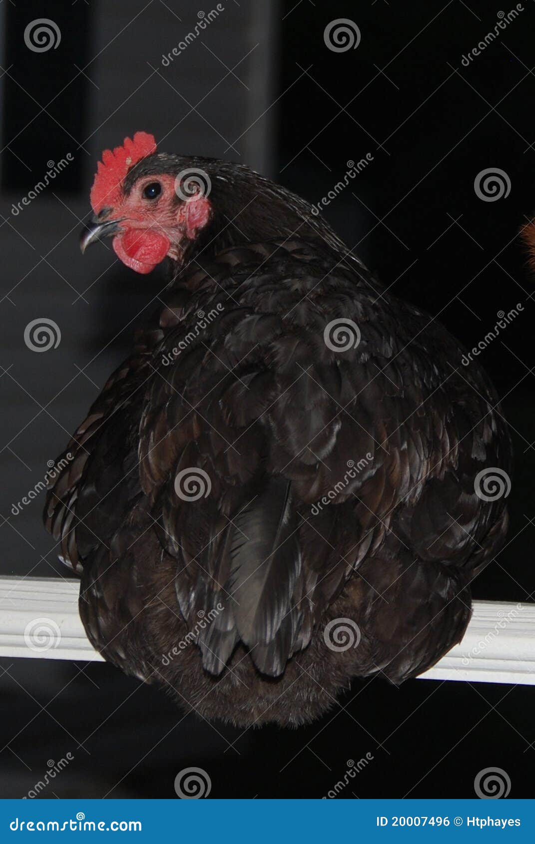 547 Chicken Rail Stock Photos - Free & Royalty-Free Stock Photos from ...
