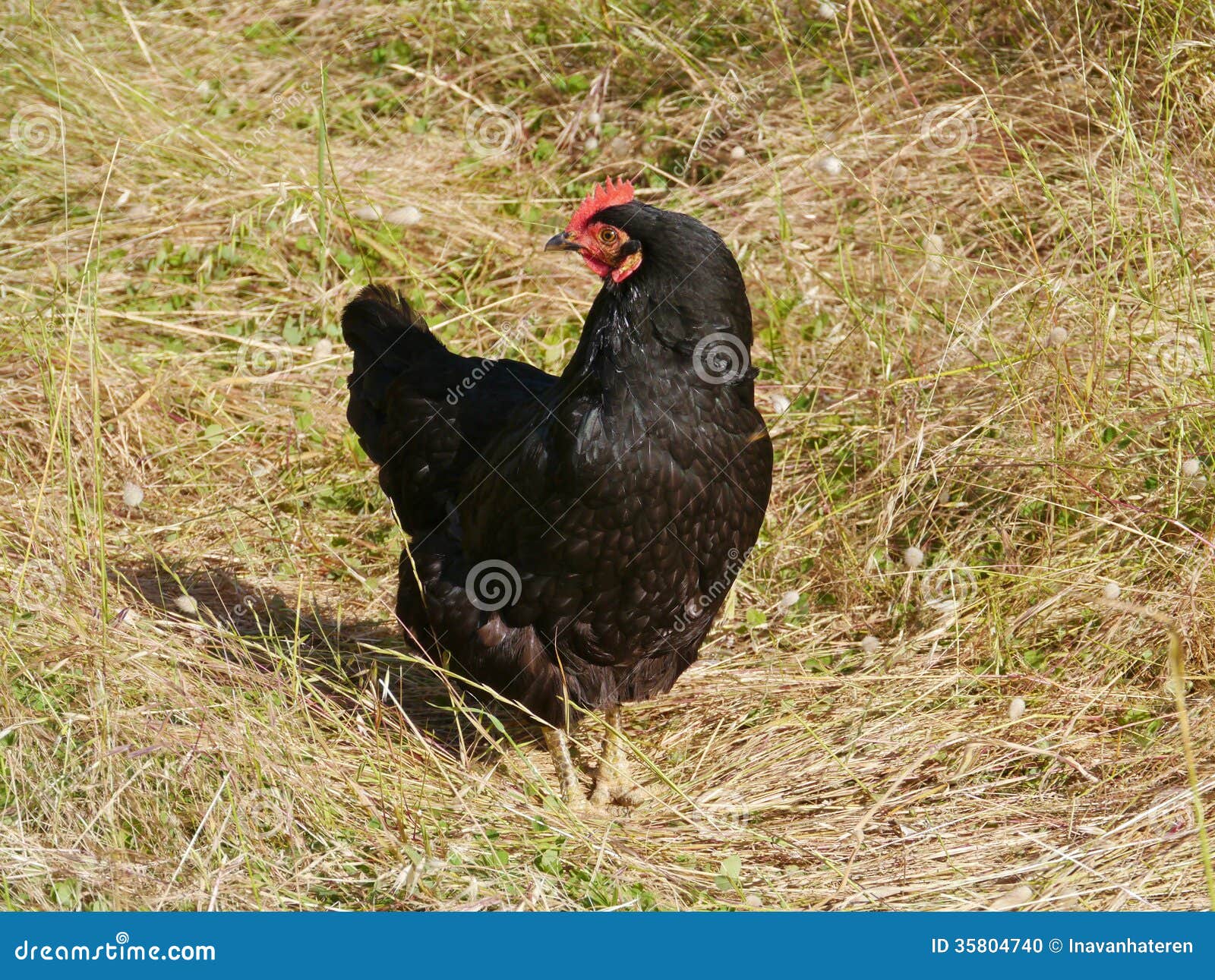 A black chicken stock photo. Image of chicken, origin - 35804740