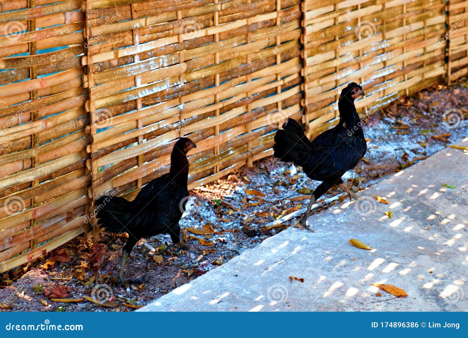 Black Chicken stock photo. Image of laos, countryside - 174896386