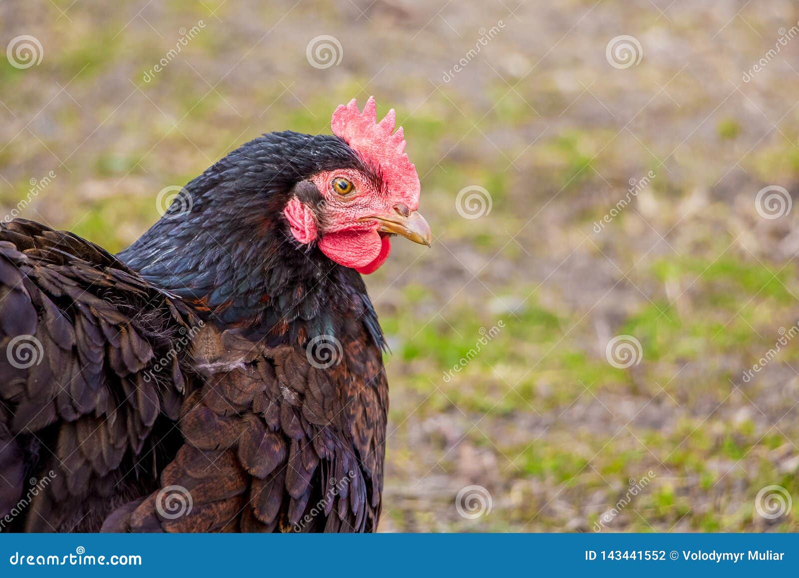Black Chicken Close Up on the Farm_ Stock Photo - Image of feather ...