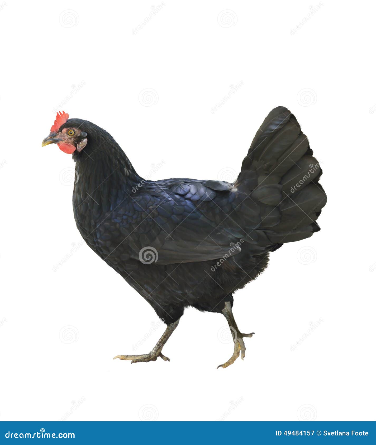 Black Chicken stock illustration. Illustration of white - 49484157