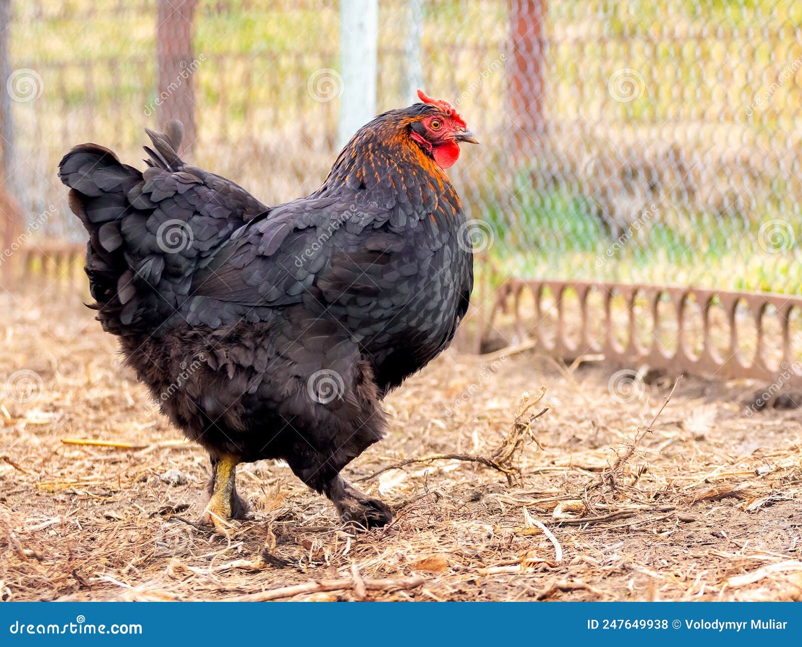 Black Chicken in the Farm Yard. Raising Chickens Stock Photo - Image of ...