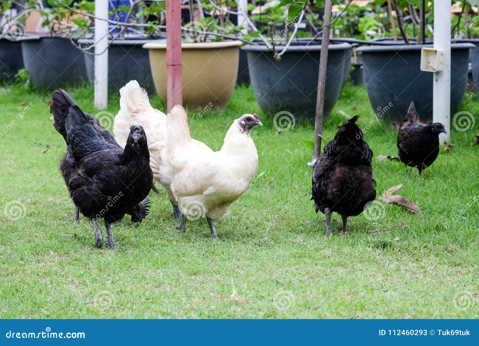 Black Chicken Hen that Has Feathers All Along Its Talons Stock Image ...