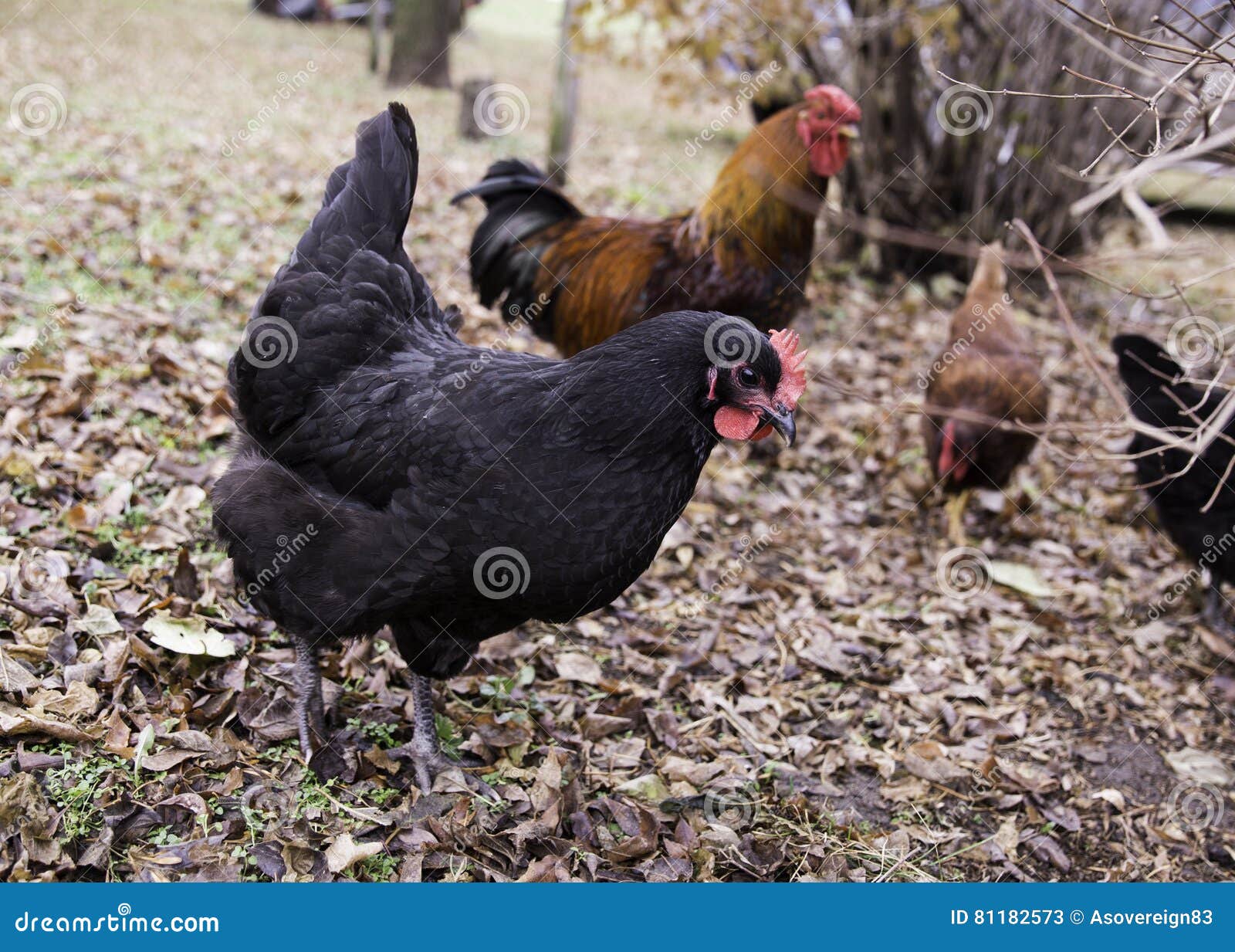 Black Chicken in the Leaves Stock Image - Image of range, full: 81182573