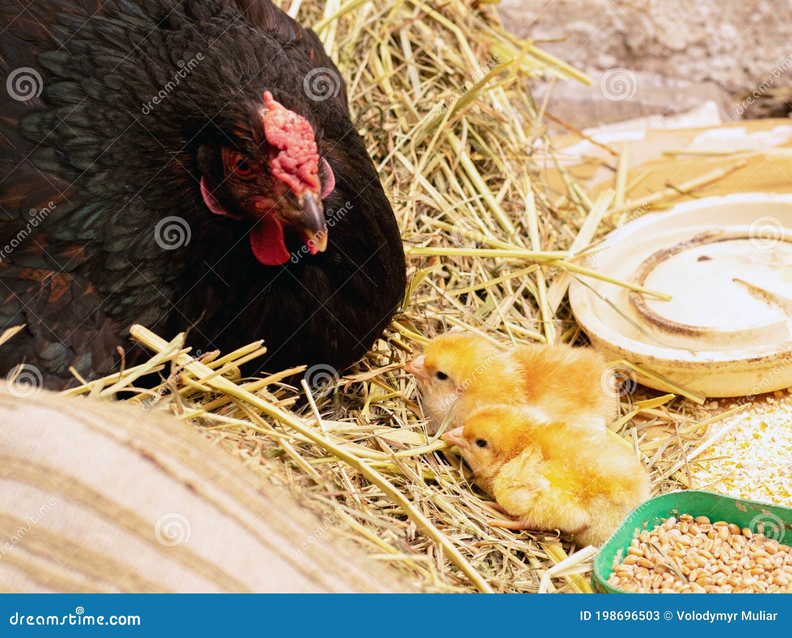 Two Chickens Straw Pile Stock Image | CartoonDealer.com #15607111