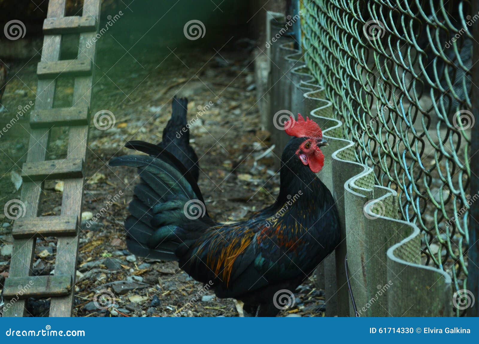 Black chicken stock photo. Image of magic, chicken, black - 61714330