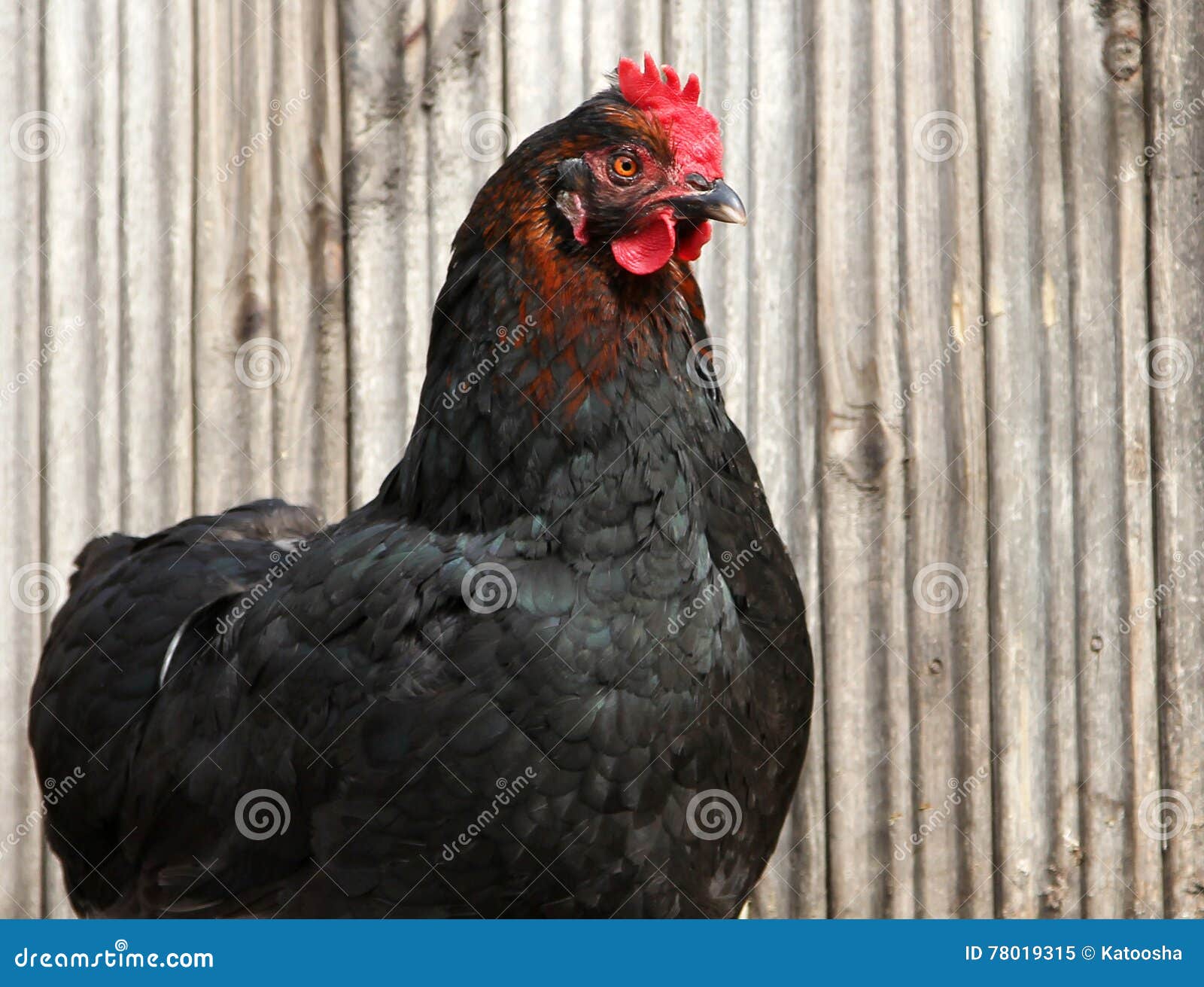 Black Chicken on a Poultry Yard Stock Image - Image of crest, broody ...