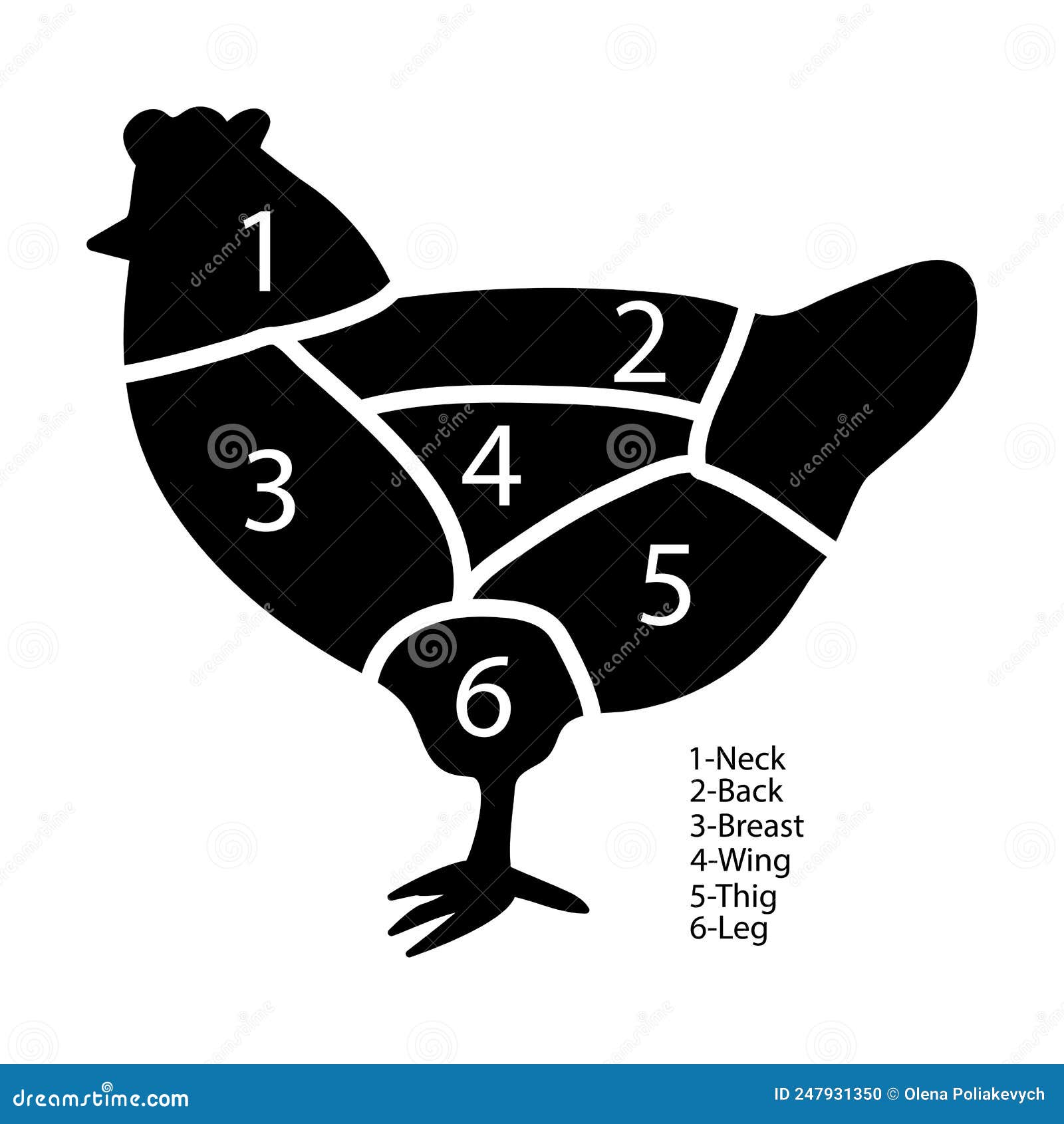 Chicken Chart With Breeds Name Vector Illustration | CartoonDealer.com ...