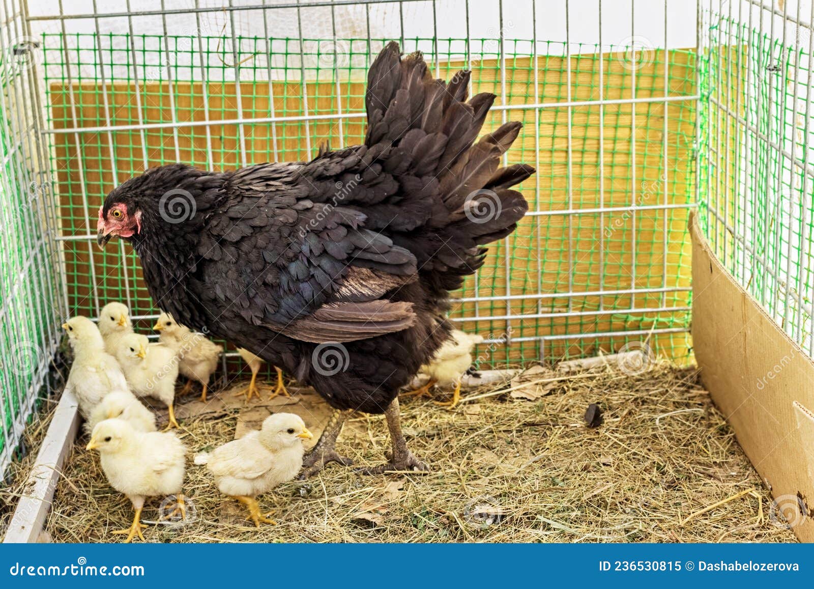 Black Chicken and White Chickens in Cage Stock Image - Image of ...