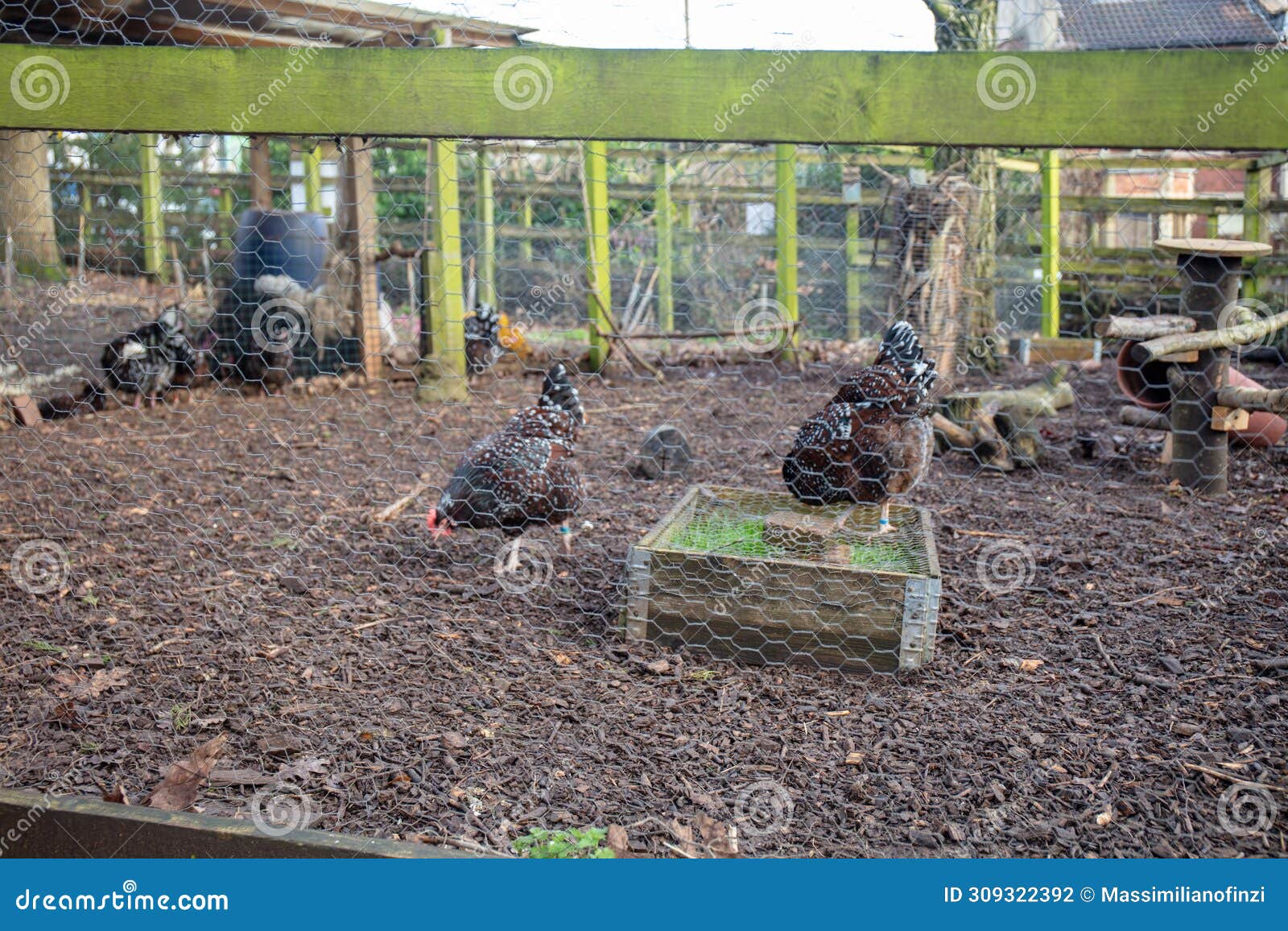 Black Chickens in the Farmyard Stock Photo - Image of scene, cage ...