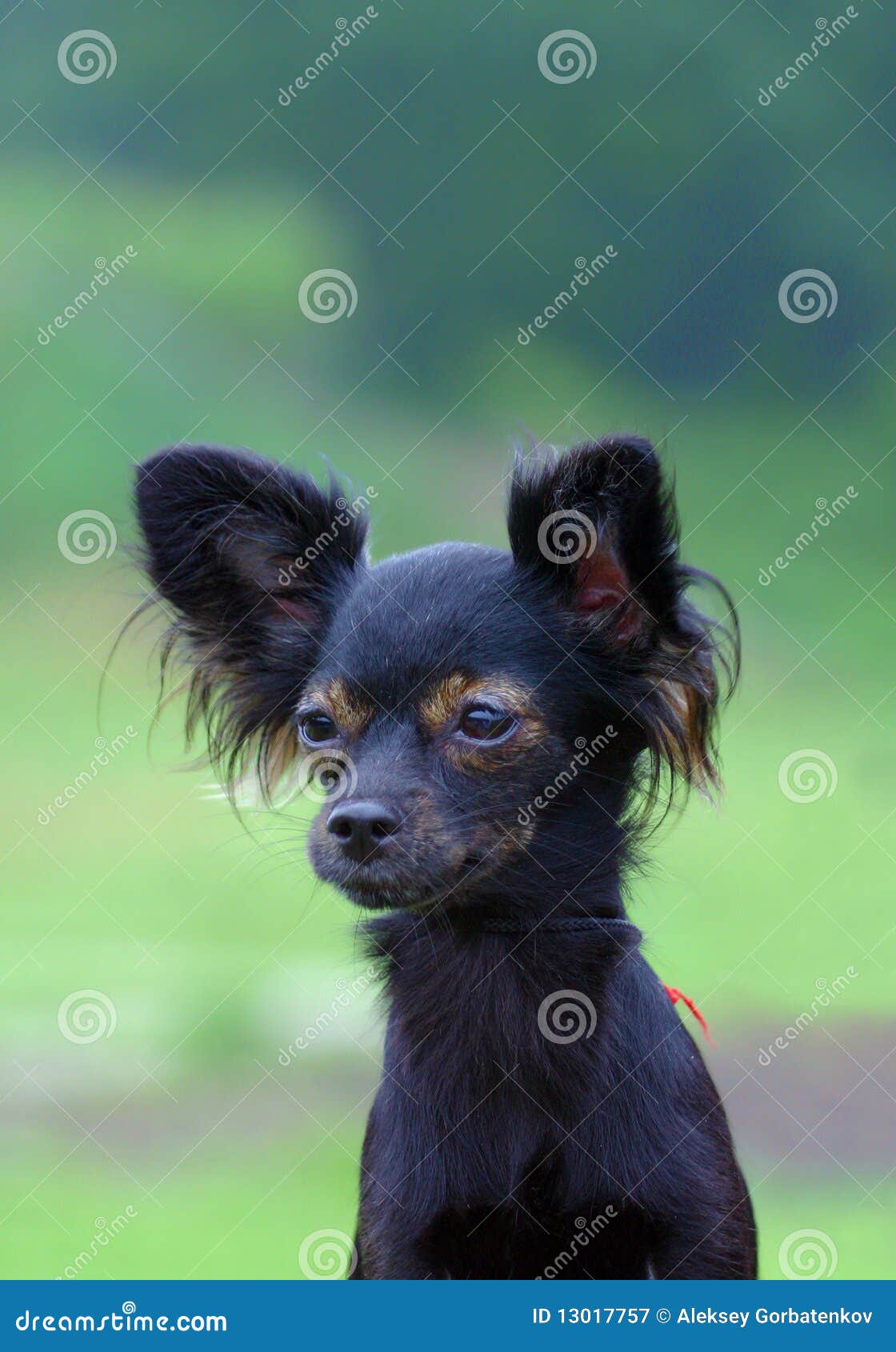 Black chihuahua dog stock image. Image of casual, pets - 13017757