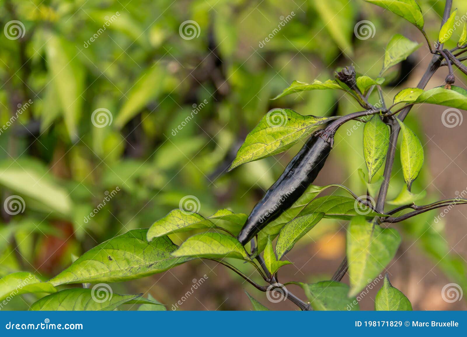 Black chilaca growing stock image. Image of growth, pepper - 198171829
