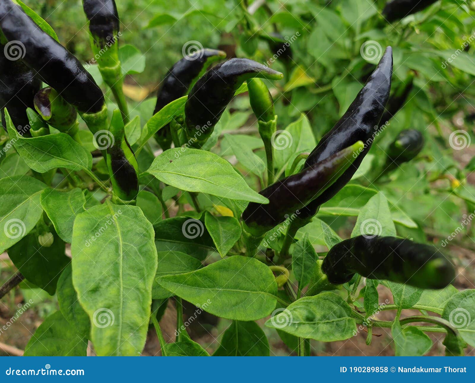 Black Chilli on Green Plant Stock Photo - Image of shrub, leaf: 190289858