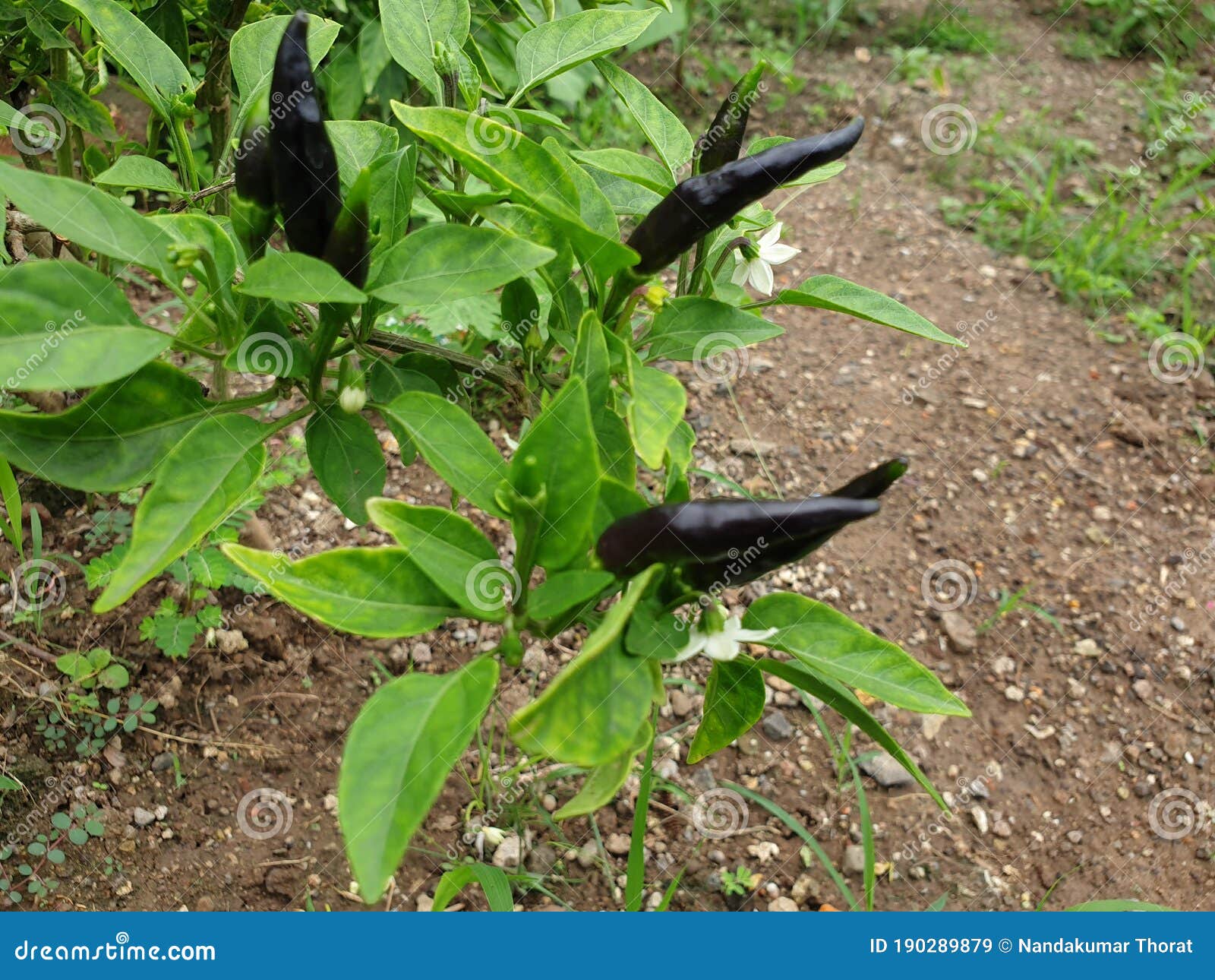 Black Chilli on Green Plant Stock Image - Image of vegetable ...