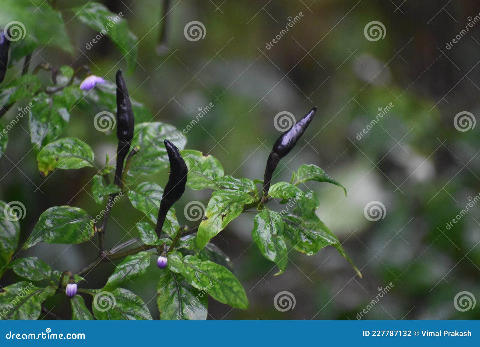 Black chilli plant at home stock photo. Image of black - 227787132