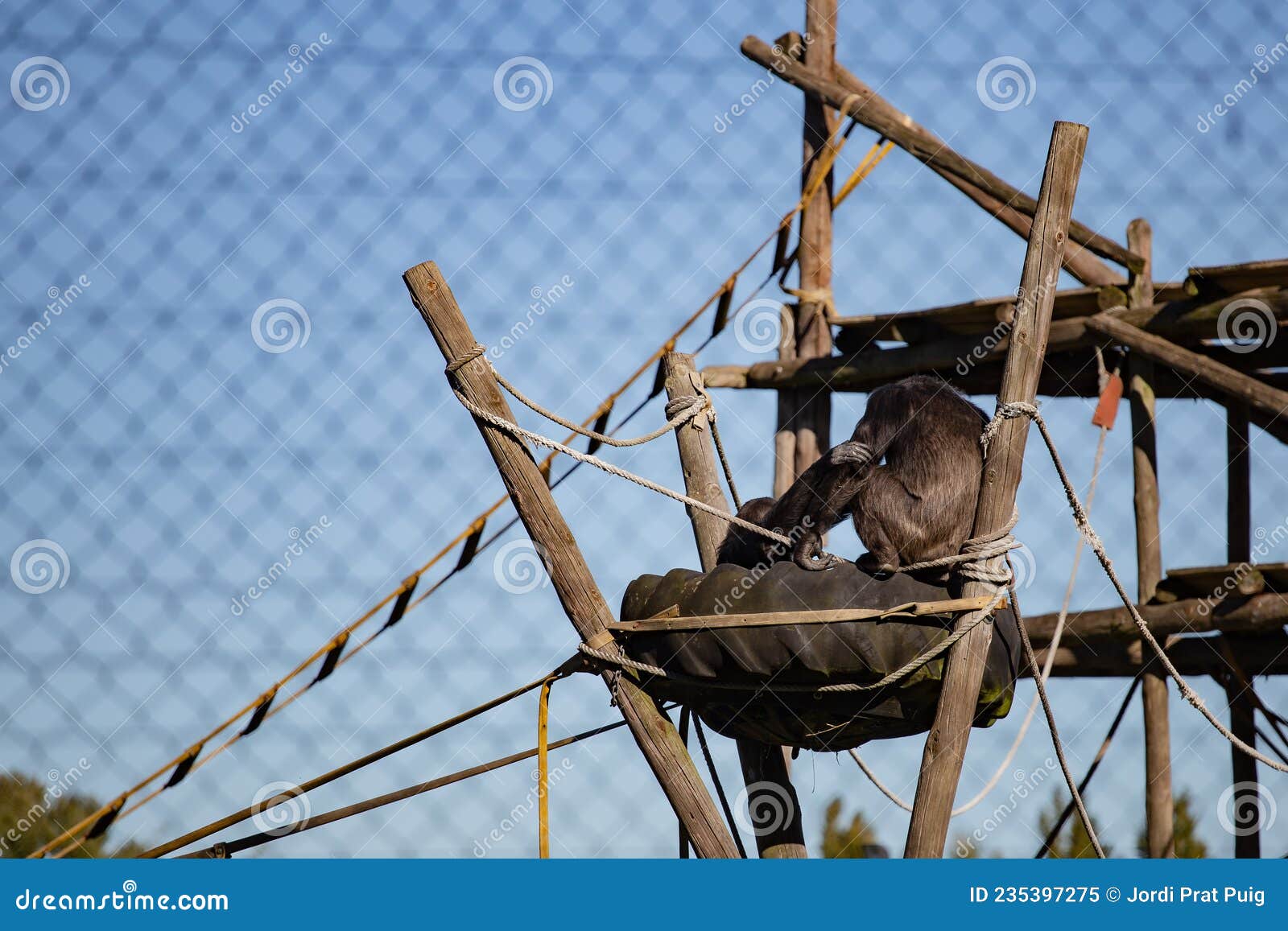 Black Chimpanzee on a Wooden Playground in Captivity Stock Image ...