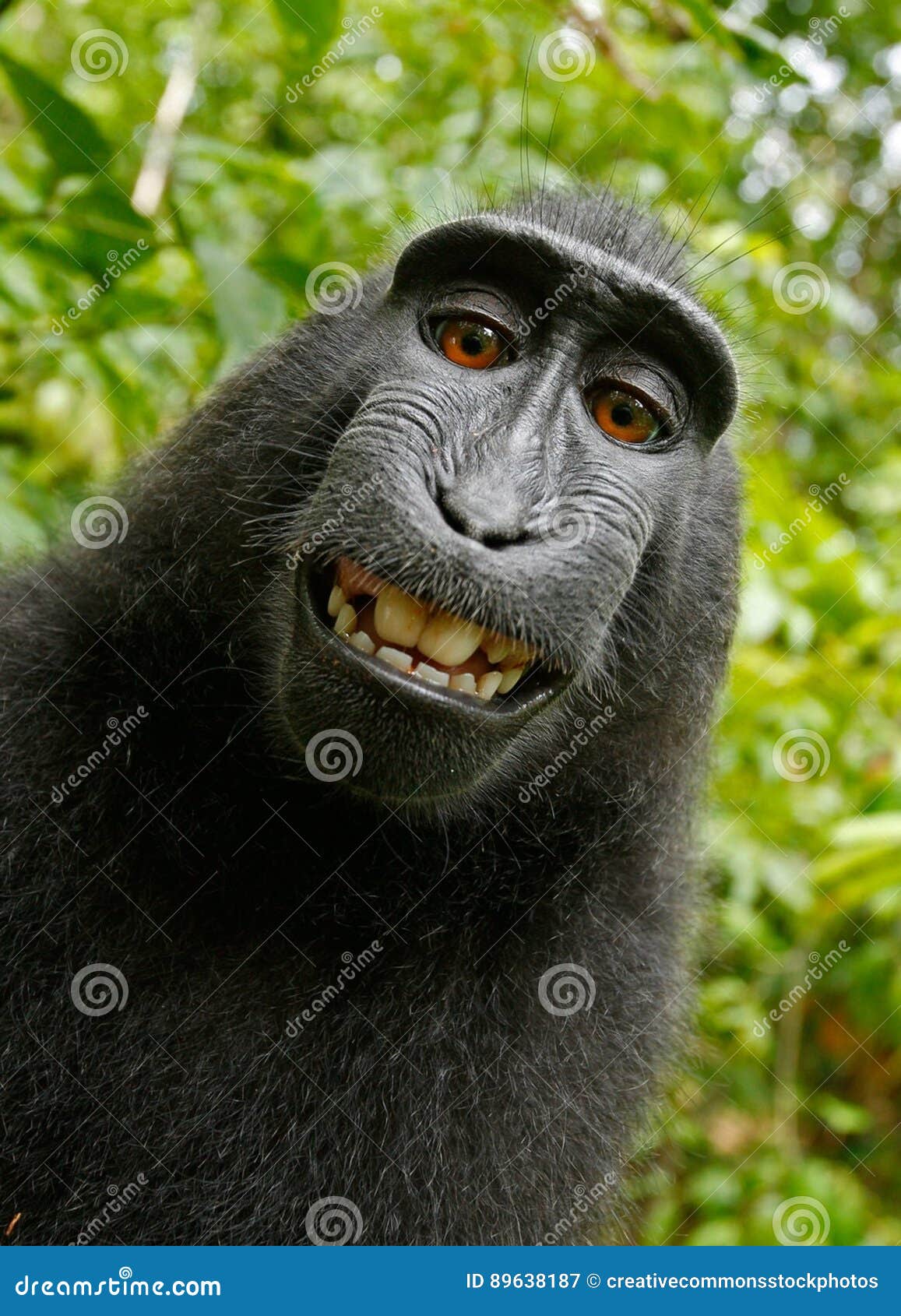 Black Chimpanzee Smiling Picture. Image: 89638187
