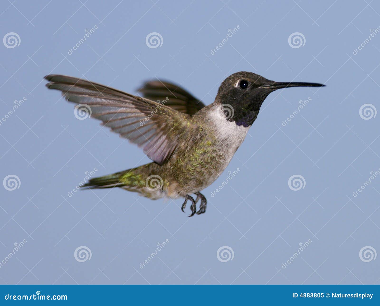 Black-chinned Hummingbird stock image. Image of wings - 4888805