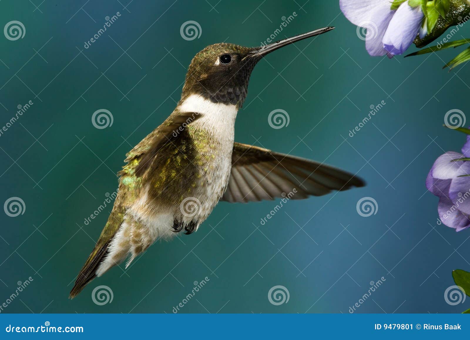 Black-Chinned Hummingbird stock image. Image of feeding - 9479801