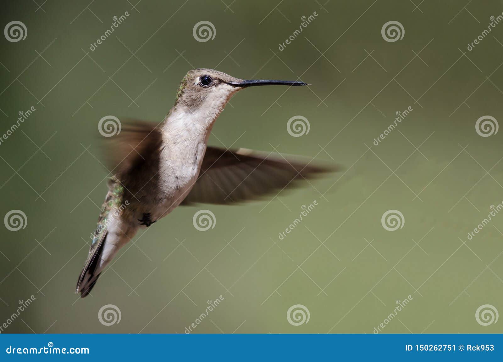 Black-Chinned Hummingbird Hovering in Flight Deep in the Forest Stock ...