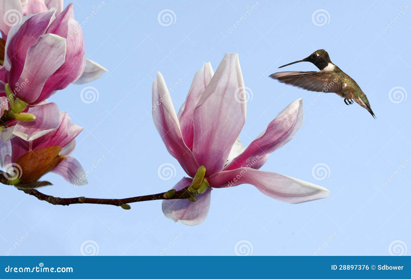 Black-chinned Hummingbird and Tulip Tree Stock Photo - Image of pink ...