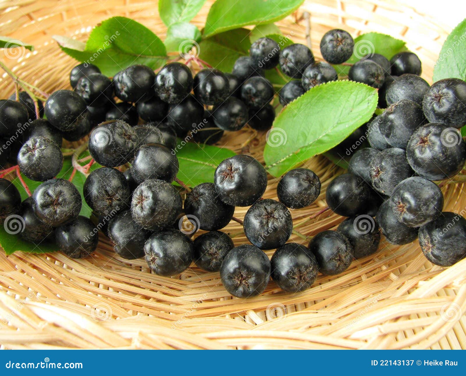 Black chokeberries stock image. Image of medicinal, chokeberry - 22143137