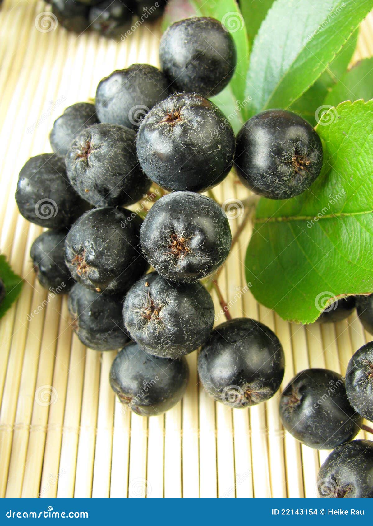 Black chokeberries stock photo. Image of berry, wild - 22143154