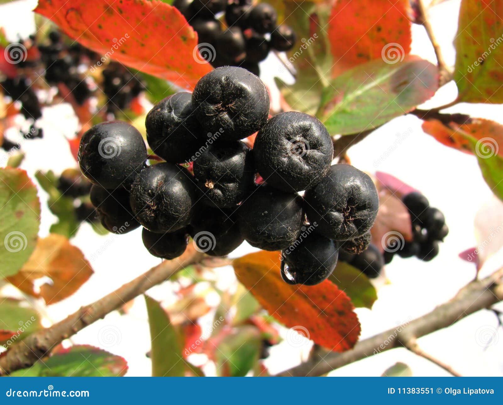 Black chokeberry stock image. Image of fall, juicy, goodness - 11383551