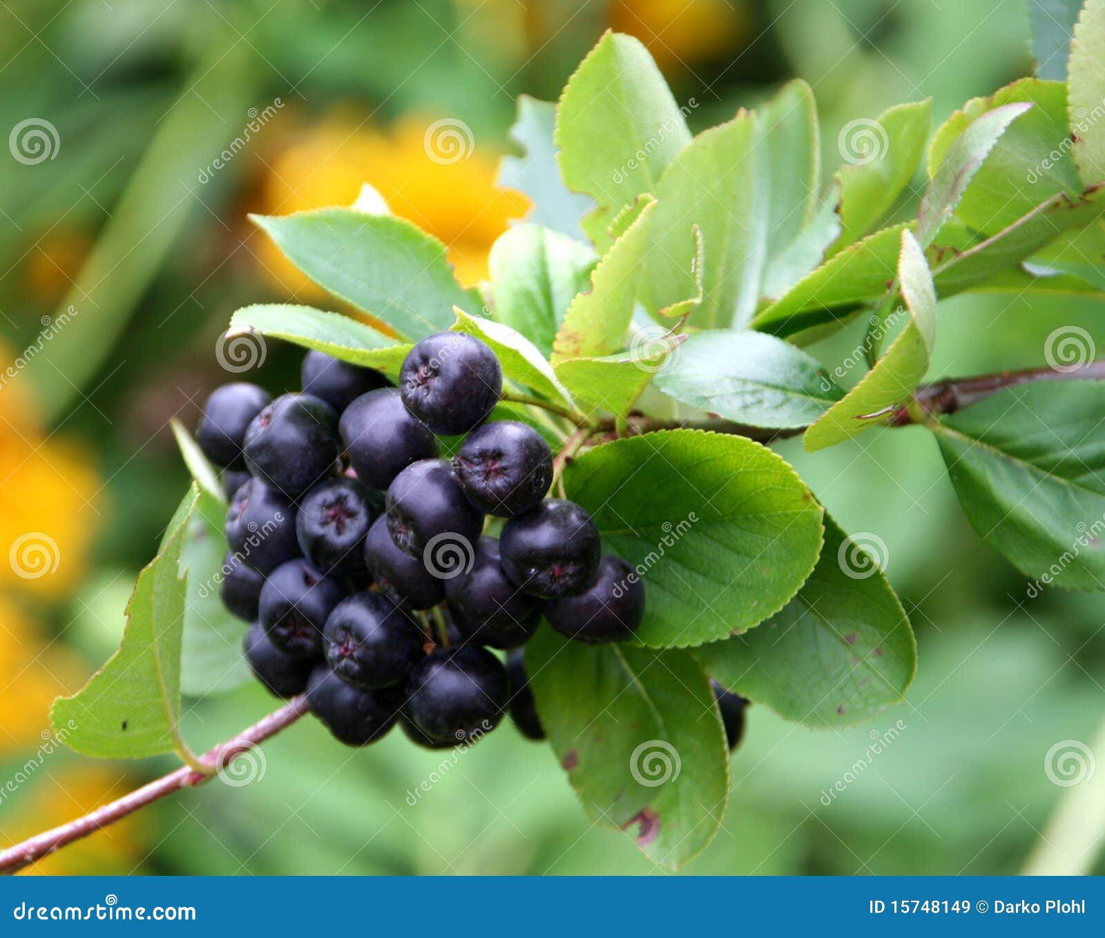 Black chokeberry stock image. Image of black, antioxidant - 15748149