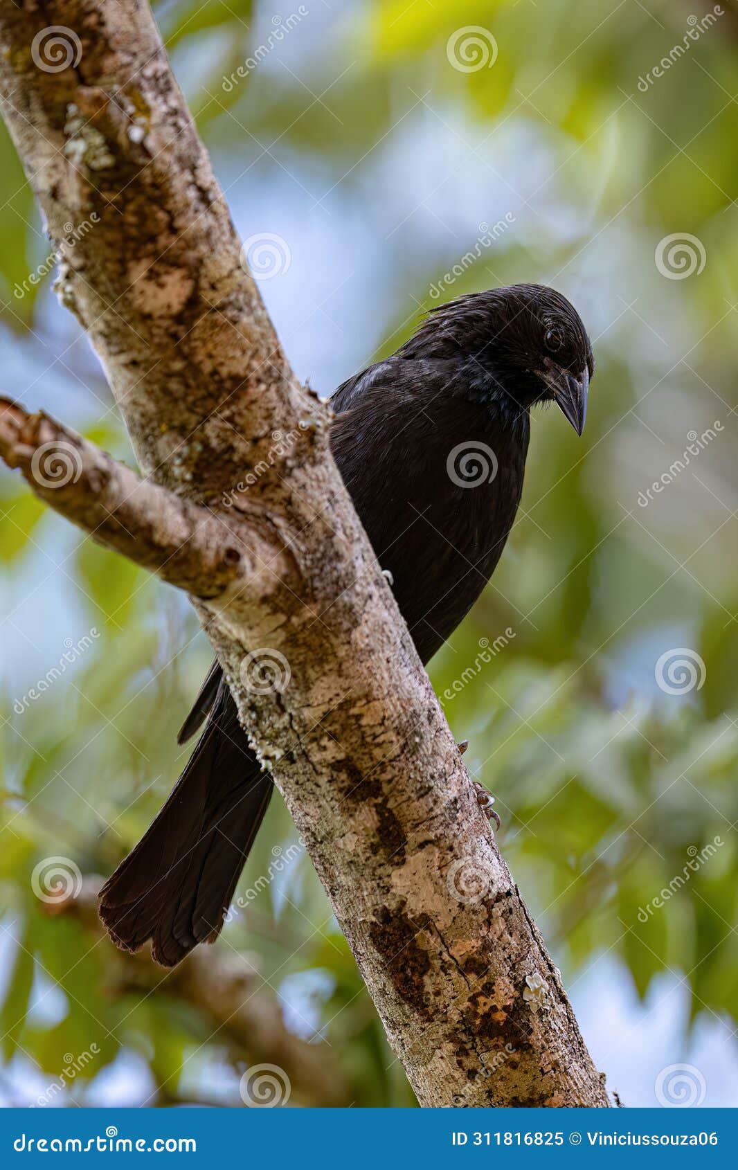 Black Chopi Blackbird stock image. Image of outdoor - 311816825