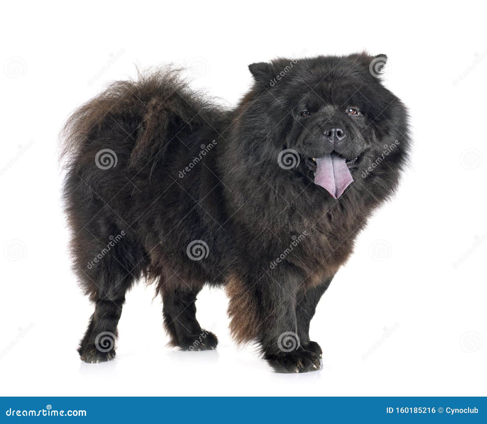 Black Chow-chow Dog Under A Palm Tree Royalty-Free Stock Image ...