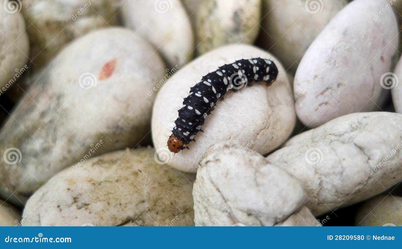 Black chrysalis stock photo. Image of animal, white, nature - 28209580