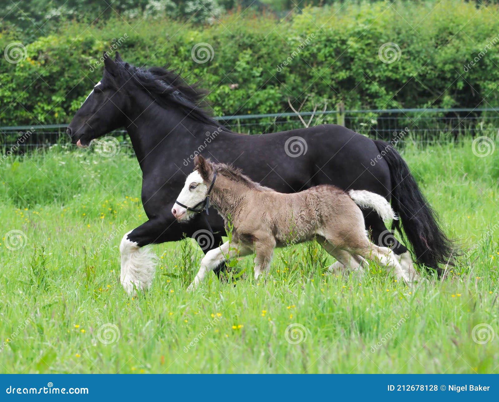 Mare and Foal stock photo. Image of beauty, mane, mother - 212678128