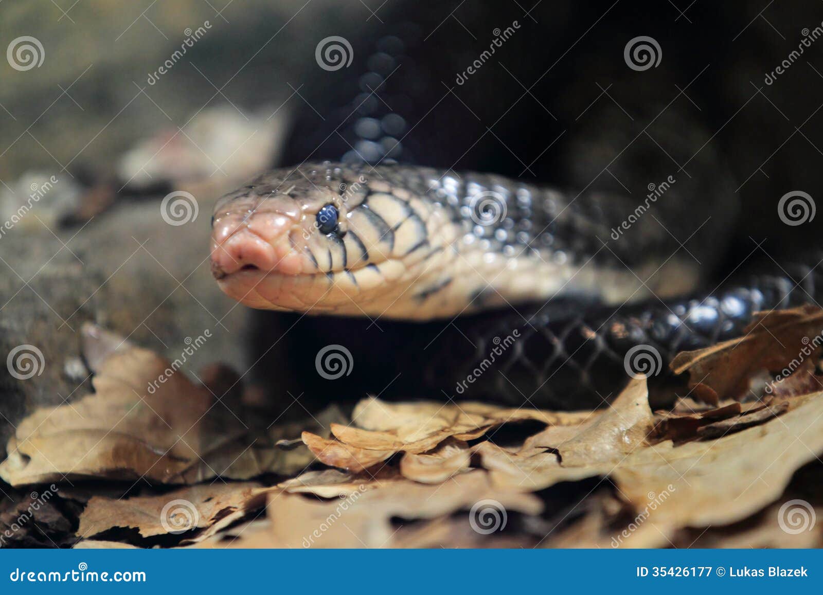 Black cobra stock image. Image of lipped, black, forest - 35426177