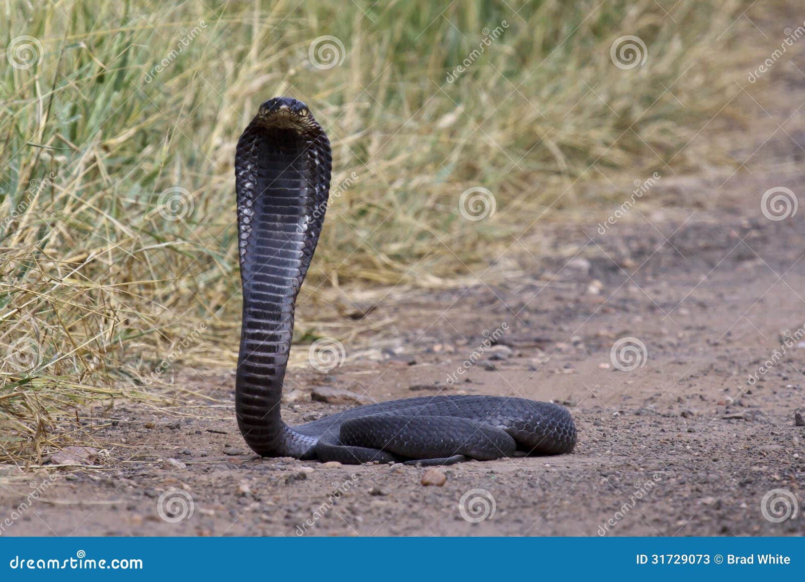 Snouted Cobra Naja Annulifera, Called Also - Banded Egyptian Cobra ...