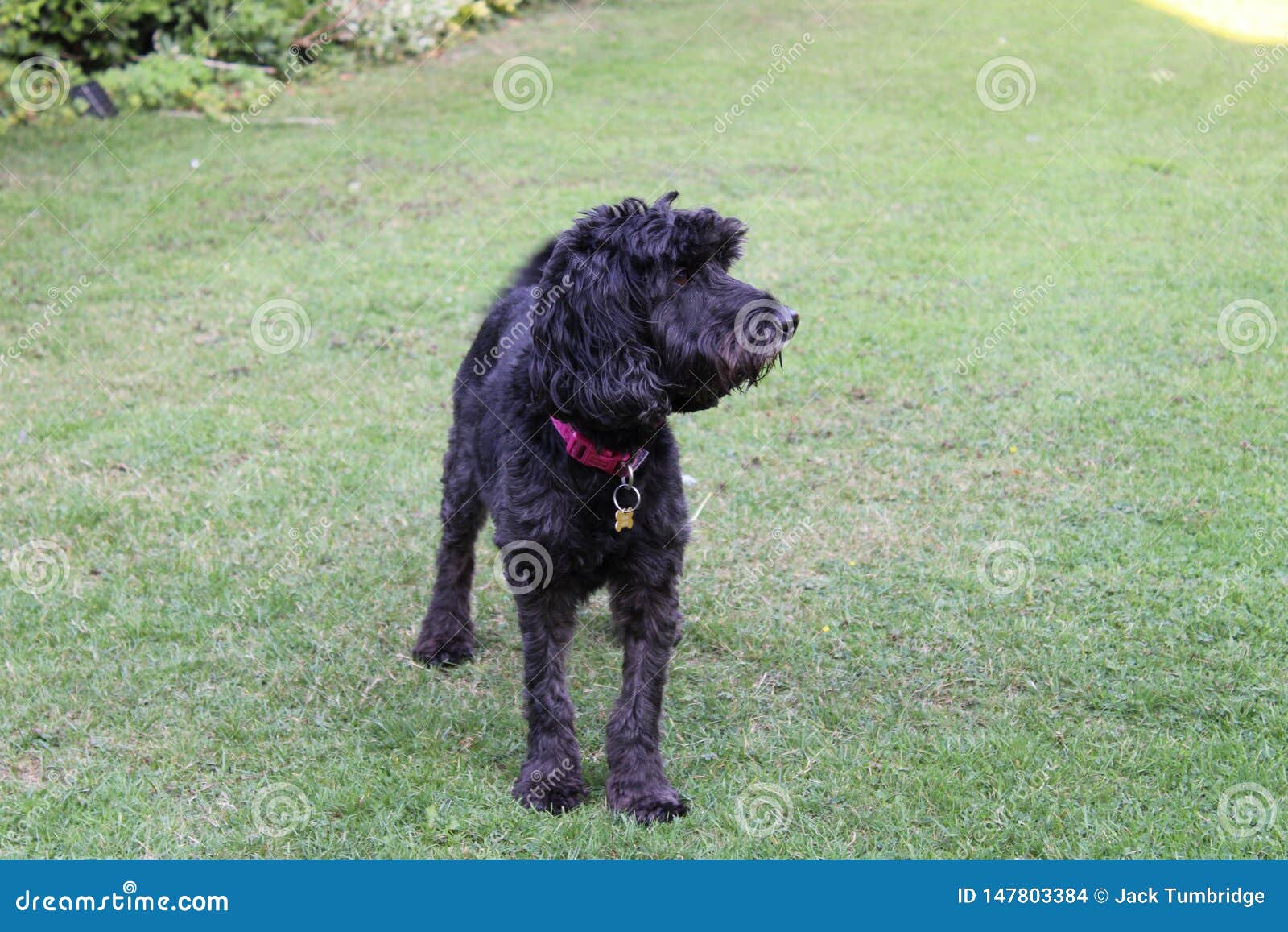 Black Cockapoo Dog in Garden Stock Photo - Image of animal, cockapoo ...
