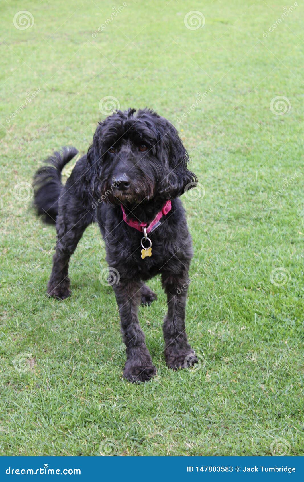 Black Cockapoo Dog in Garden Stock Image - Image of garden, green ...