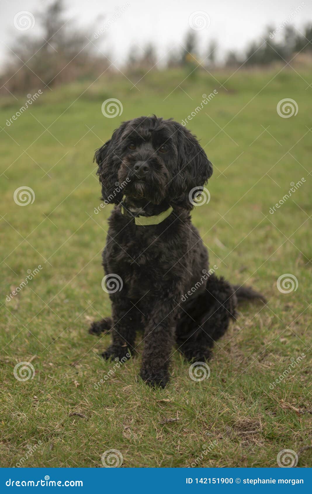 Black cockapoo puppy stock photo. Image of mammal, cute - 142151900