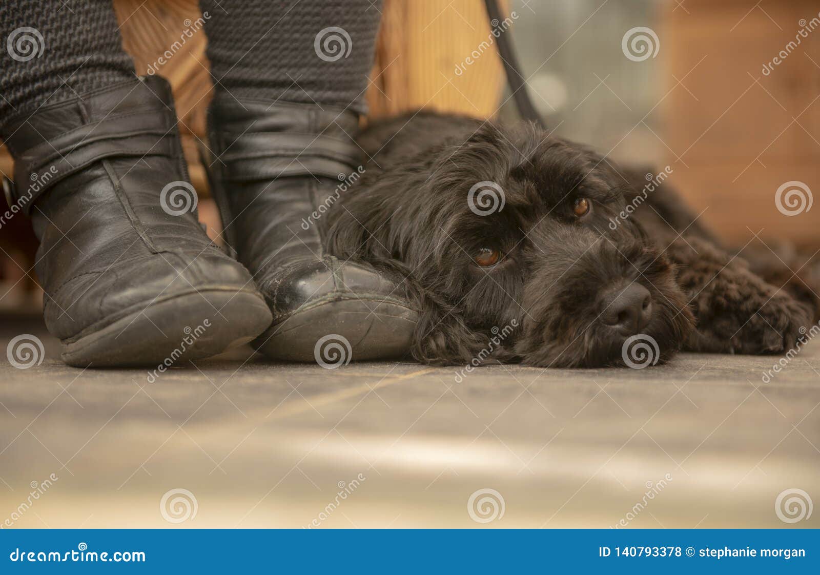 Black Cockapoo Resting by Owners Feet Stock Photo - Image of owner ...