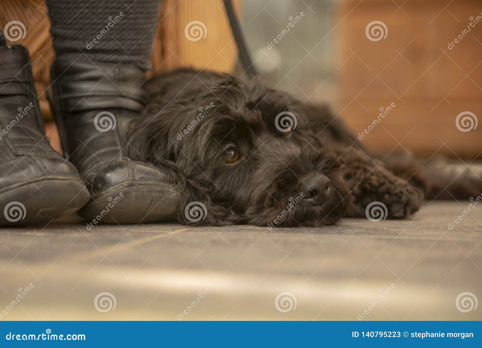 Black Cockapoo Resting by Owners Feet Stock Image - Image of cute ...