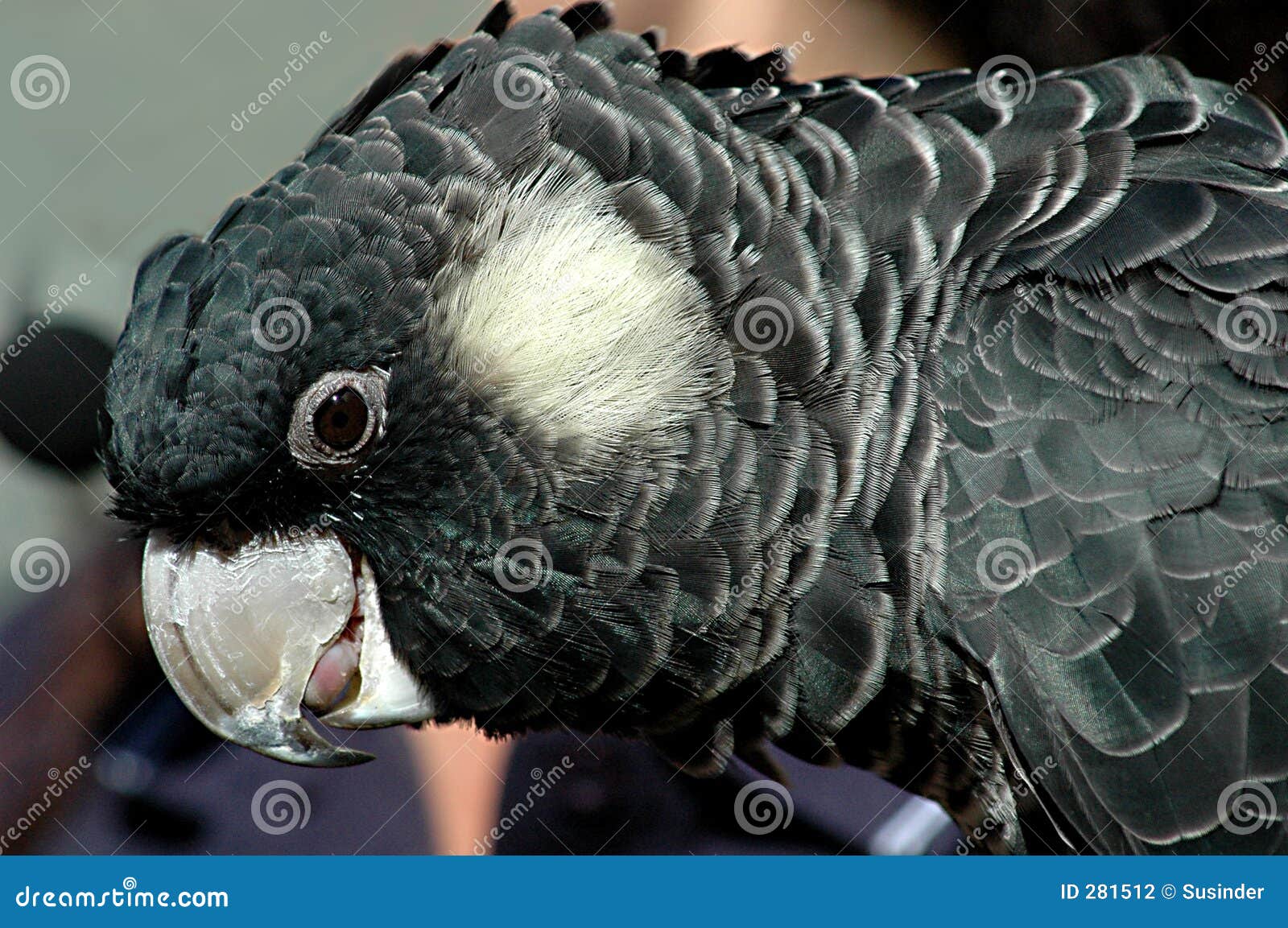 Big black cockatoo - hardtews