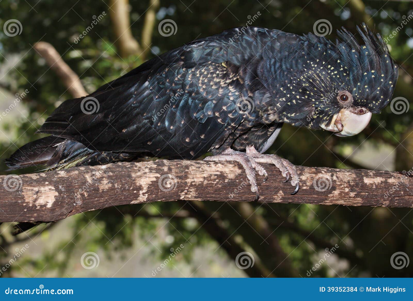 Black cockatoo eating stock photo. Image of black, nature - 39352384