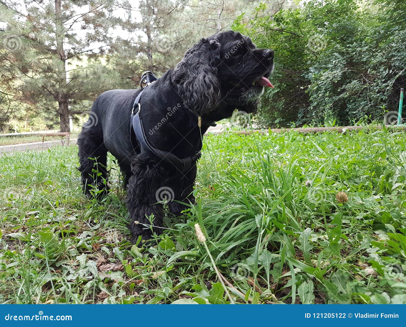 Black Cocker Spaniel. stock photo. Image of leaves, colored - 121205122
